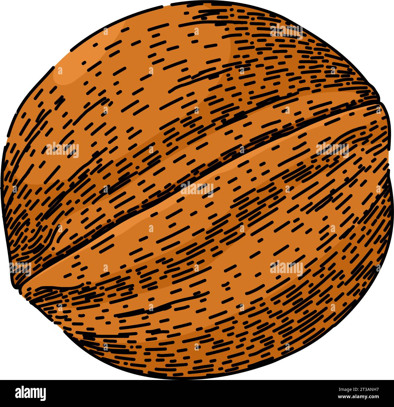 raw walnut sketch hand drawn vector Stock Vector Image & Art - Alamy