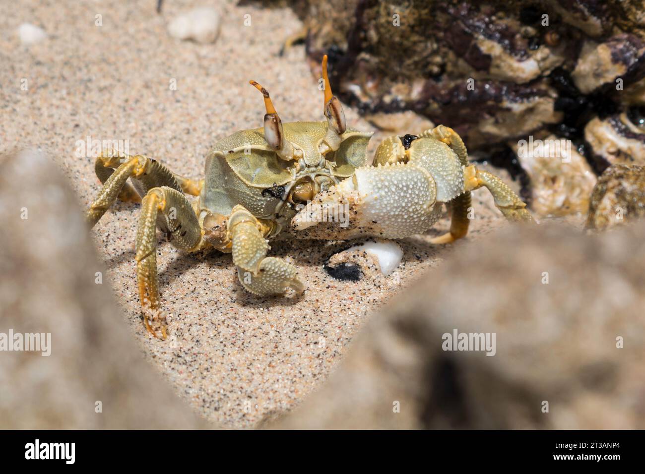 Closeup of a Horned Ghost Crab (Ocypode ceratophthalmus) on the sand on ...