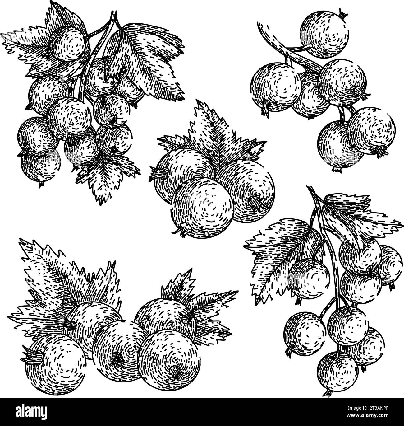 Currant bunch Black and White Stock Photos & Images - Alamy