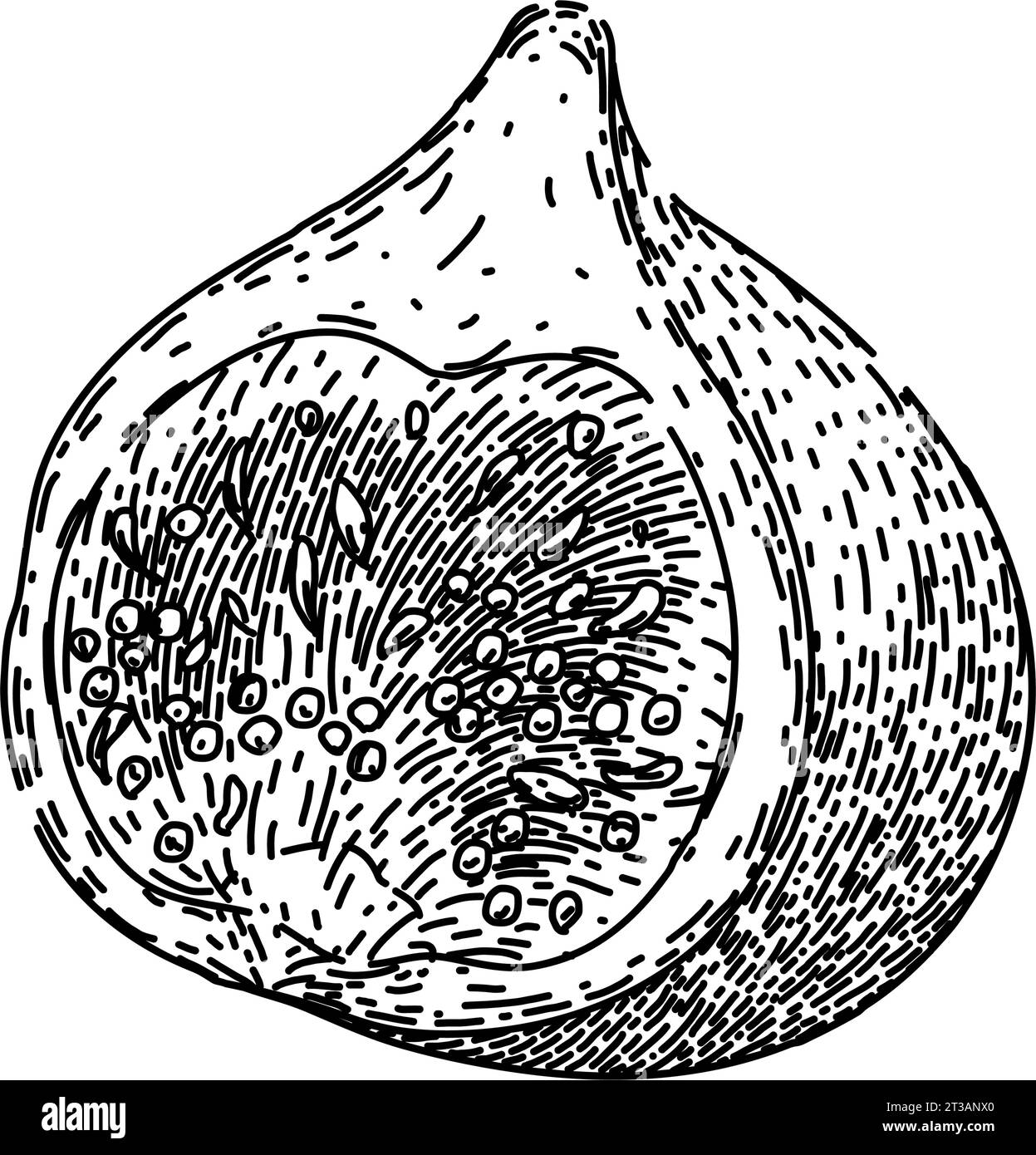 Fresh fig half fruit Black and White Stock Photos & Images - Alamy