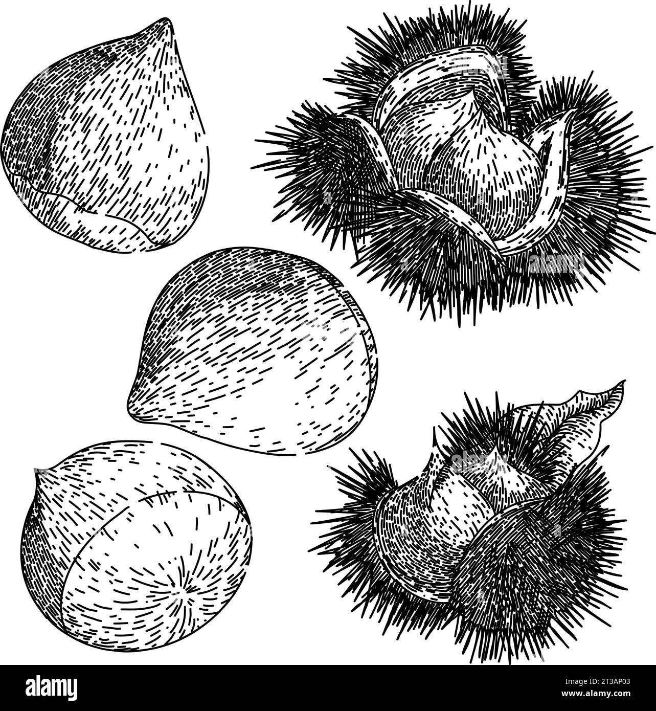 Organic chestnuts Black and White Stock Photos & Images - Alamy