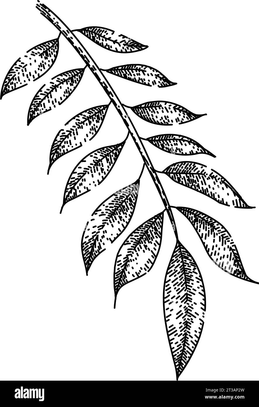 asian curry sketch hand drawn vector Stock Vector Image & Art - Alamy