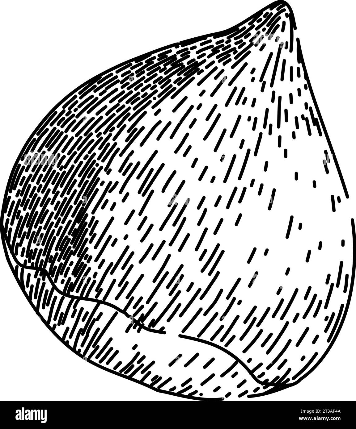 autumn chestnut sketch hand drawn vector Stock Vector Image & Art - Alamy