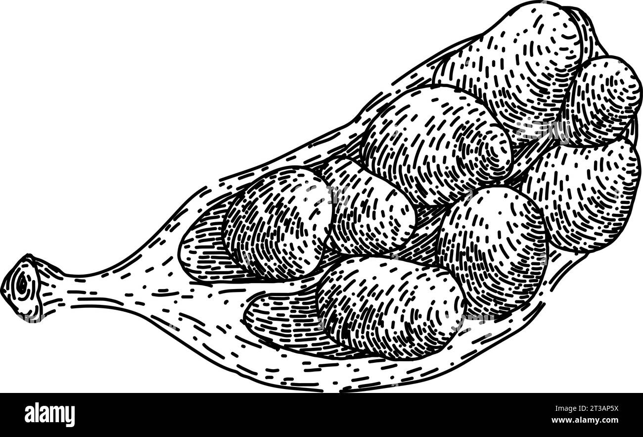 natural cardamom sketch hand drawn vector Stock Vector Image & Art - Alamy