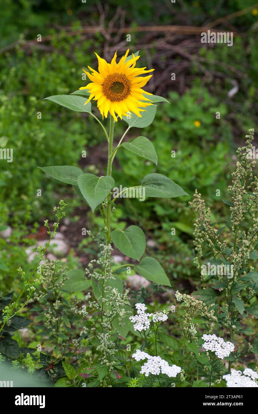COMMON SUNFLOWER Helianthus annuus Stock Photo - Alamy