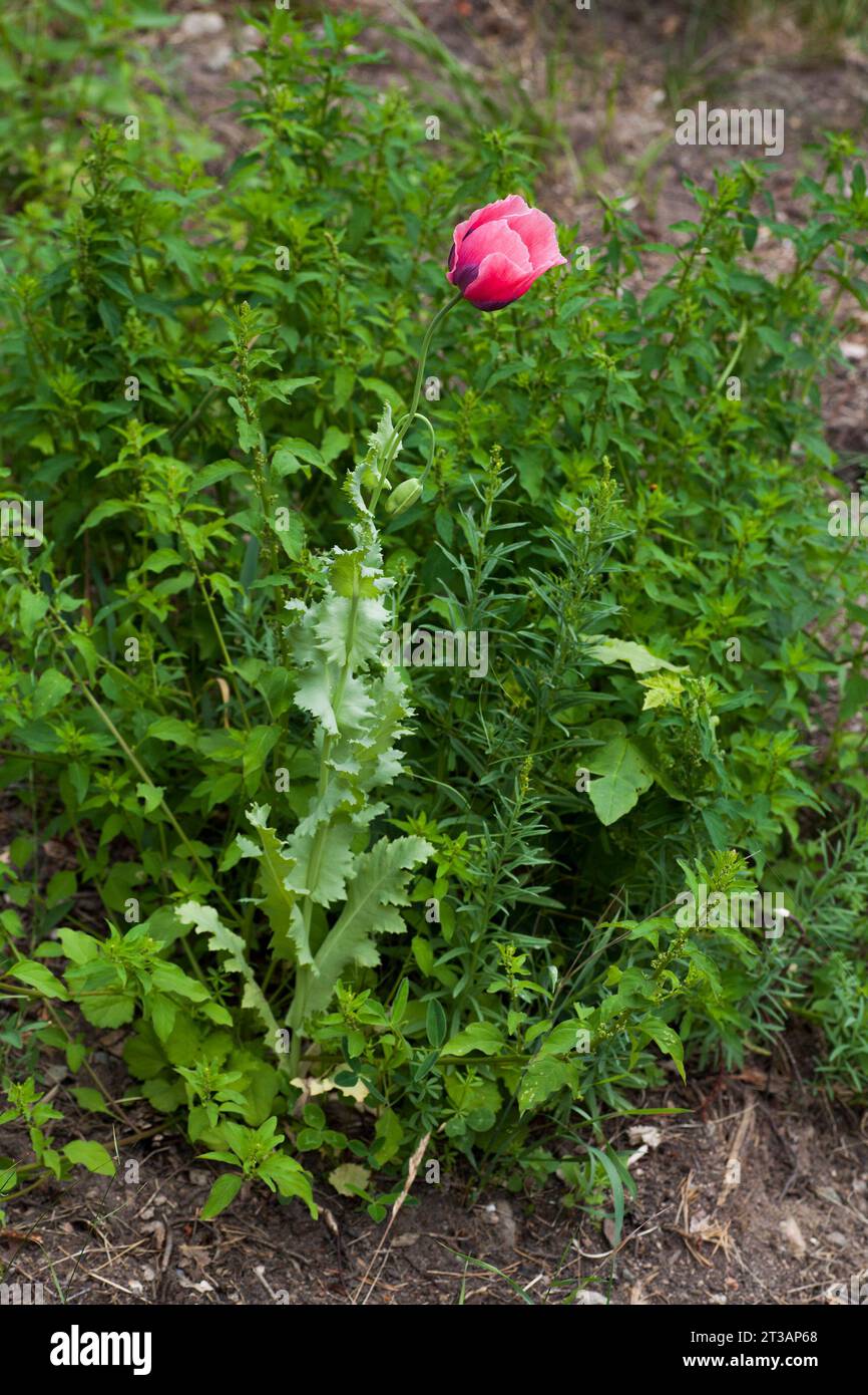 Plants papaver hi-res stock photography and images - Alamy