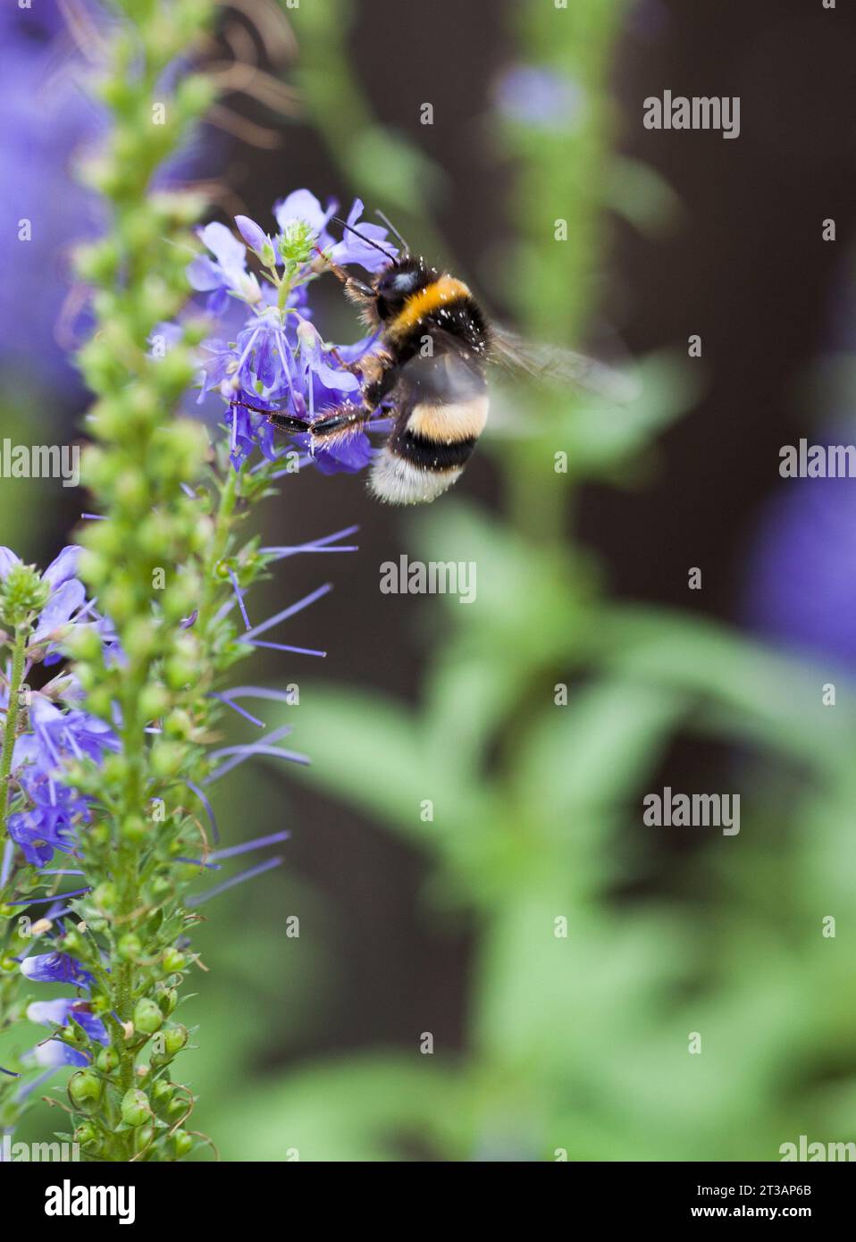 Summer bumble bee insect hi-res stock photography and images - Alamy