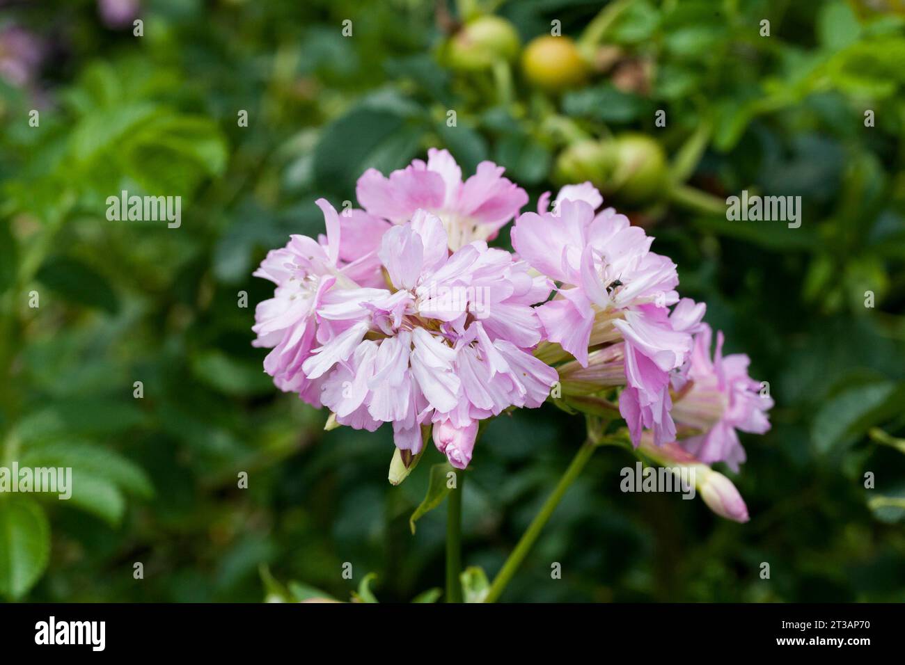 Common soapwort soapweed crow hi-res stock photography and images - Alamy
