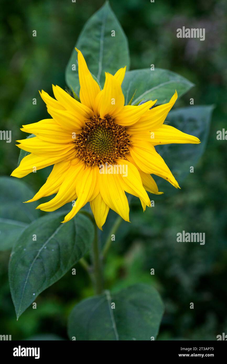 COMMON SUNFLOWER Helianthus annuus Stock Photo - Alamy