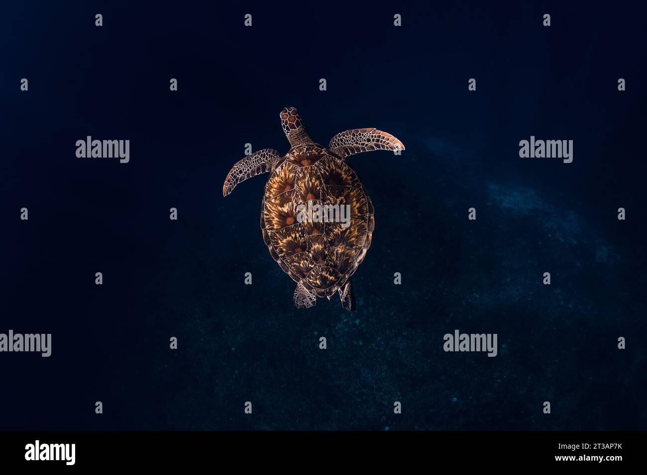 Seychelles turtle swimming hi-res stock photography and images - Alamy