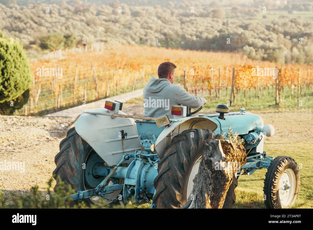 Vineyard with tractor. Agriculture in action. Farming landscape shows ...