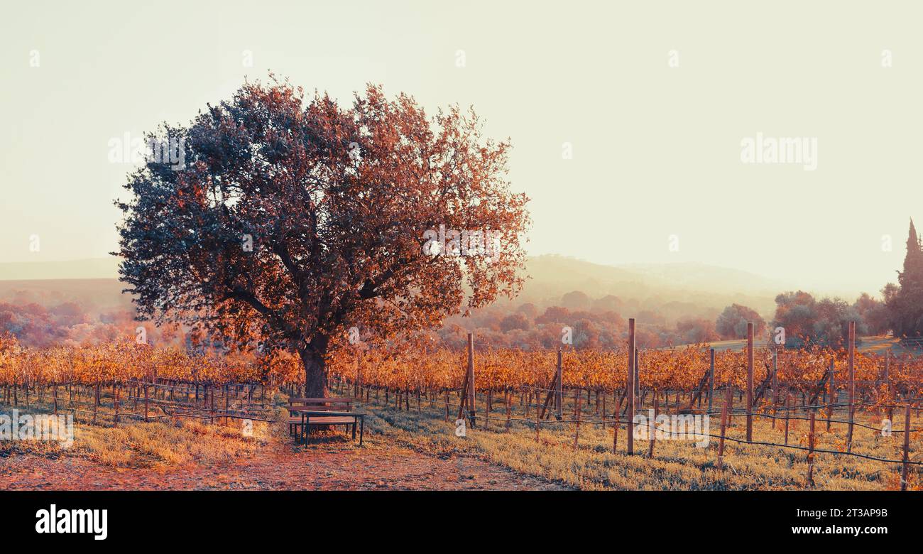 Big tree, bench in vineyard at sunset. Wine production landscape ...