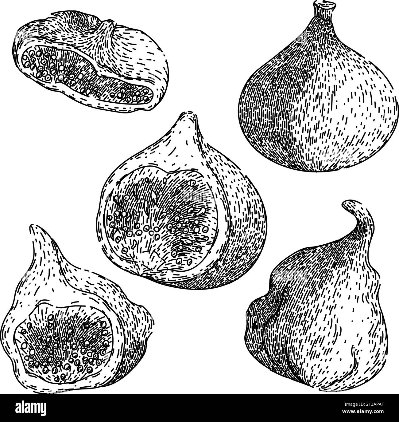 fig set sketch hand drawn vector Stock Vector Image & Art - Alamy