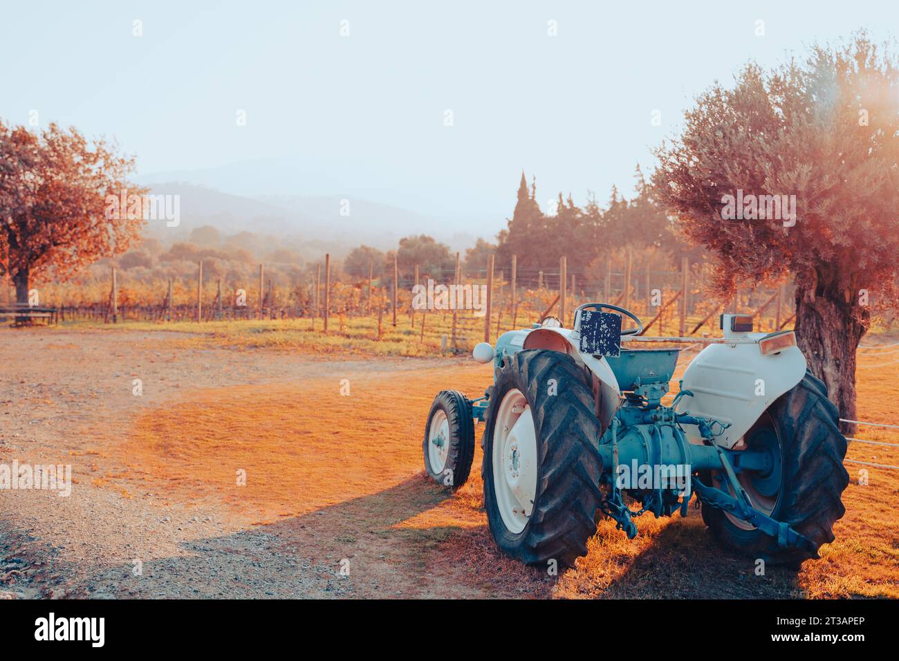 Vineyard with tractor. Agriculture in action. Farming landscape shows ...