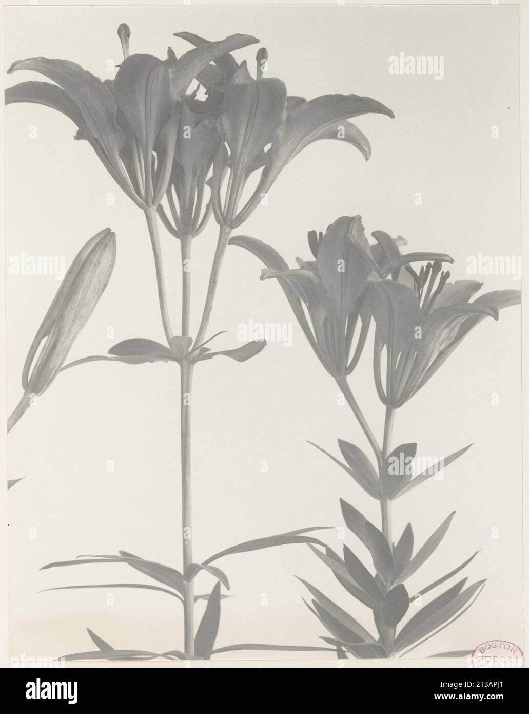 Wood lily lilium philadelphicum hi-res stock photography and images - Alamy