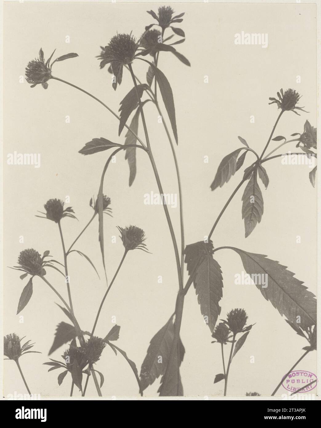 394. Bidens frondosa, beggar-ticks Stock Photo - Alamy