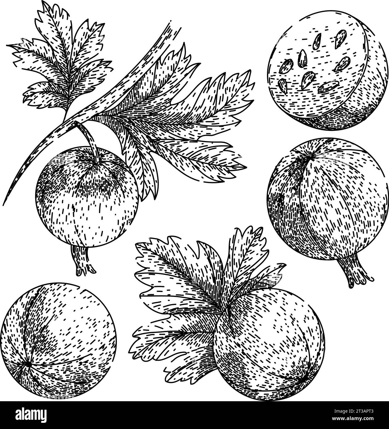 Growing gooseberries Stock Vector Images - Alamy