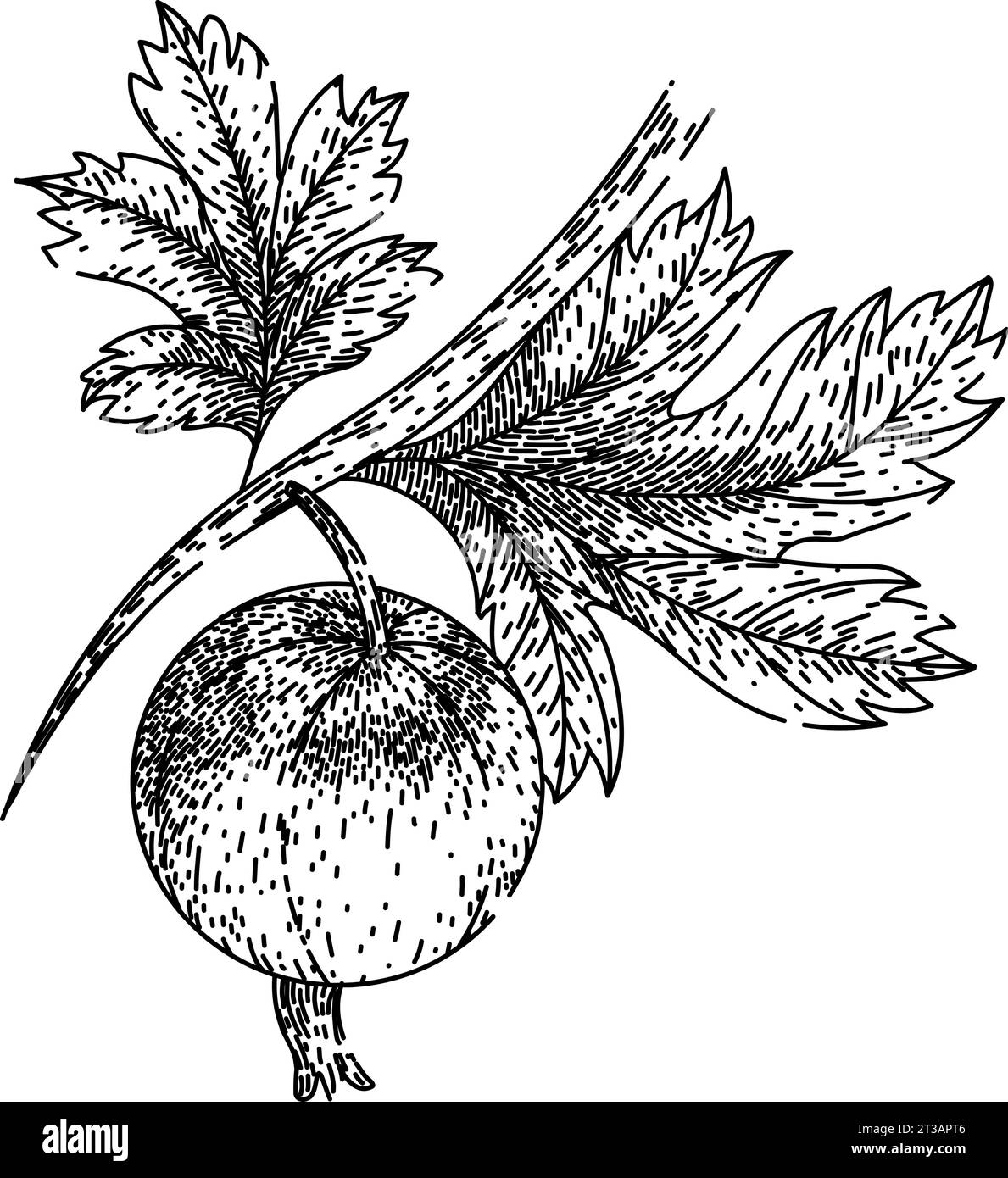 fruit gooseberry sketch hand drawn vector Stock Vector Image & Art - Alamy