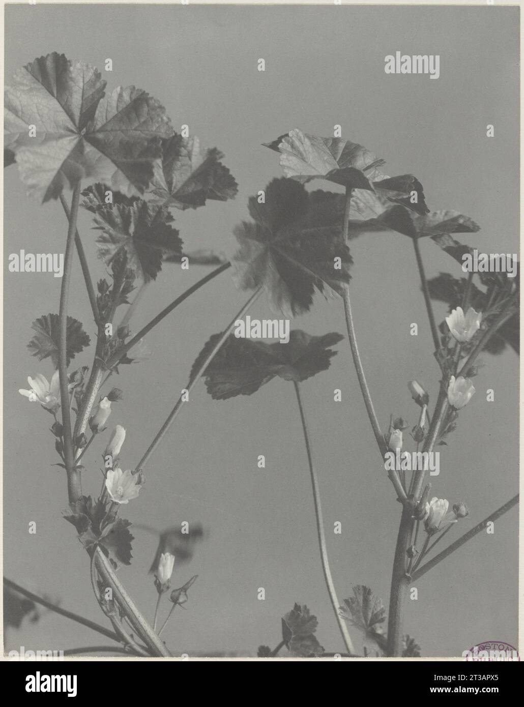 Running dwarf hi-res stock photography and images - Alamy