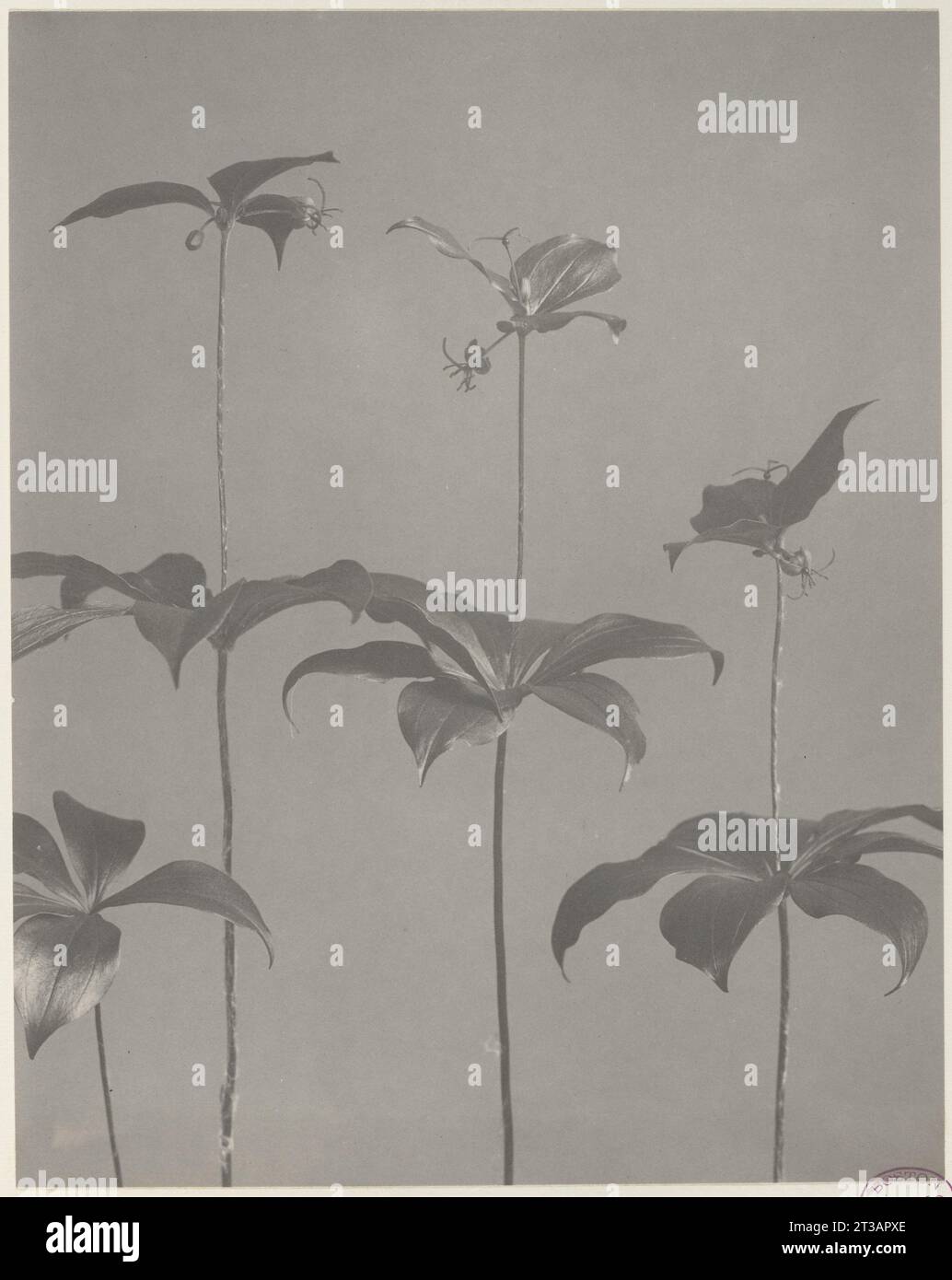 115. Medeola virginiana, Indian cucumber-root Stock Photo - Alamy