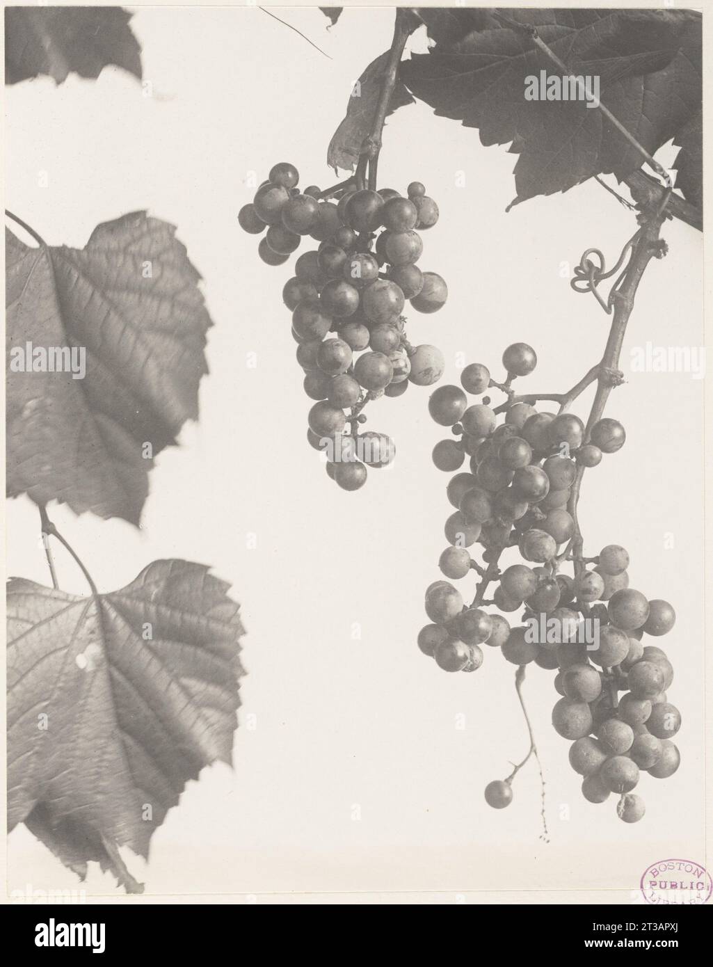 Vitis vulpina hi-res stock photography and images - Alamy