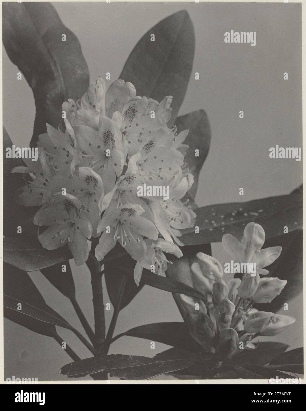 84. Rhododendron maximum, great laurel, rose bay Stock Photo - Alamy