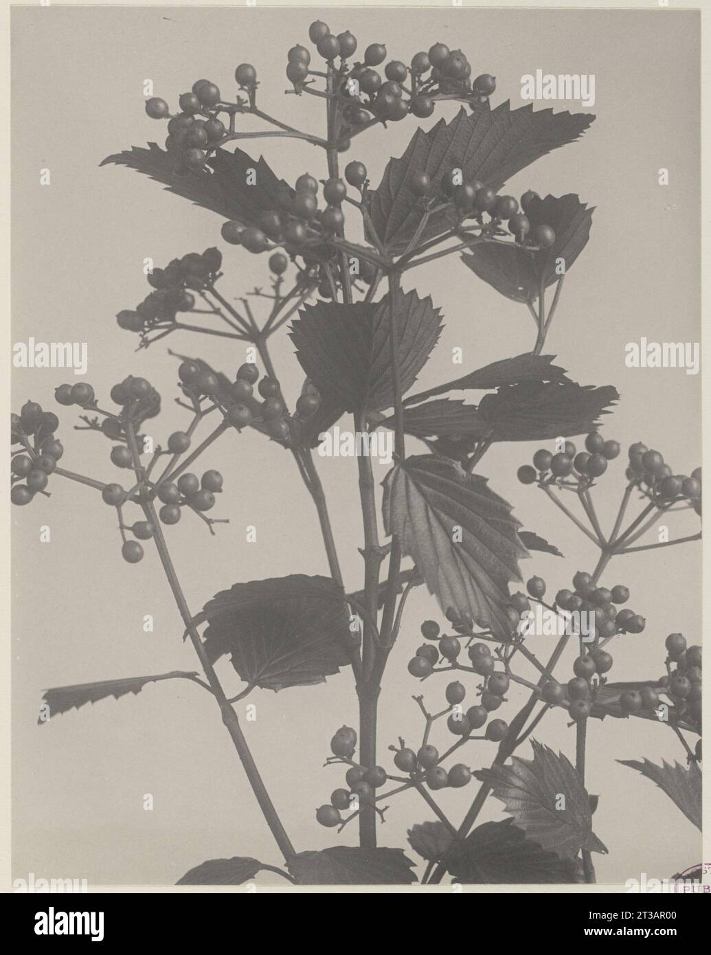 38. Viburnum dentatum, fruit of arrow-wood Stock Photo - Alamy