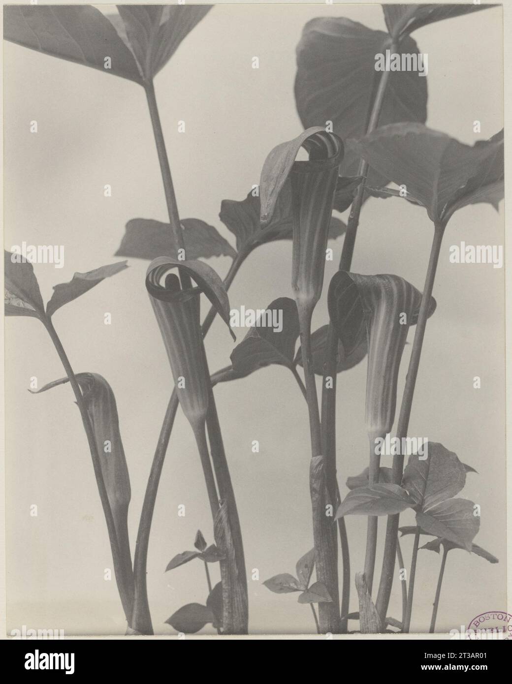 13. Arisaema triphyllum, Jack-in-the-pulpit, Indian turnip Stock Photo ...