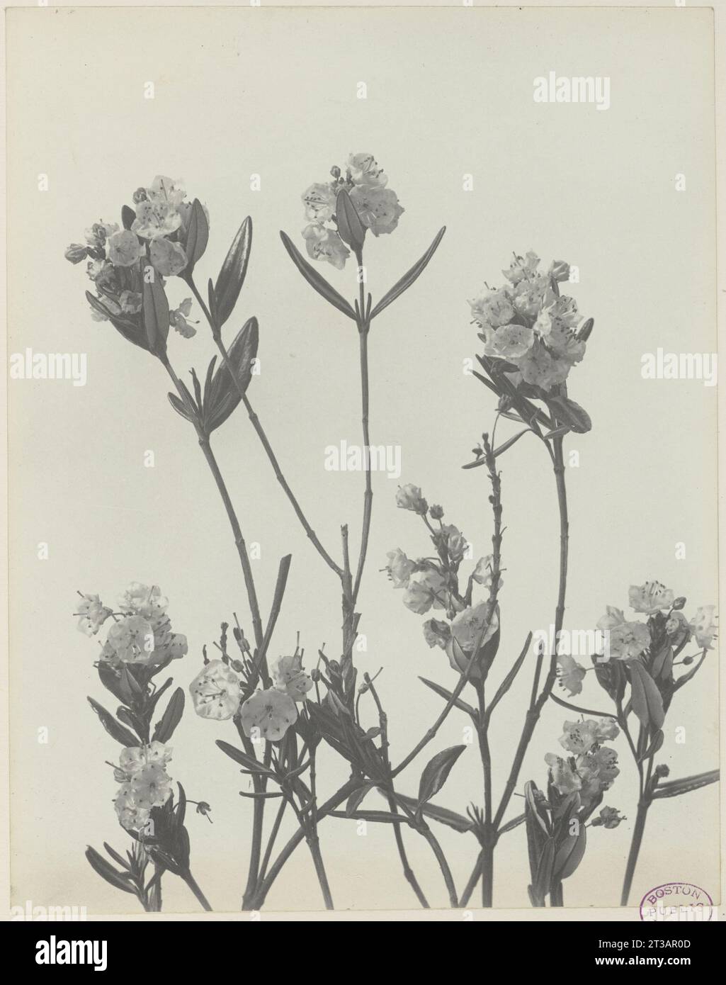 87. Kalmia polifolia, pale, or swamp laurel Stock Photo - Alamy