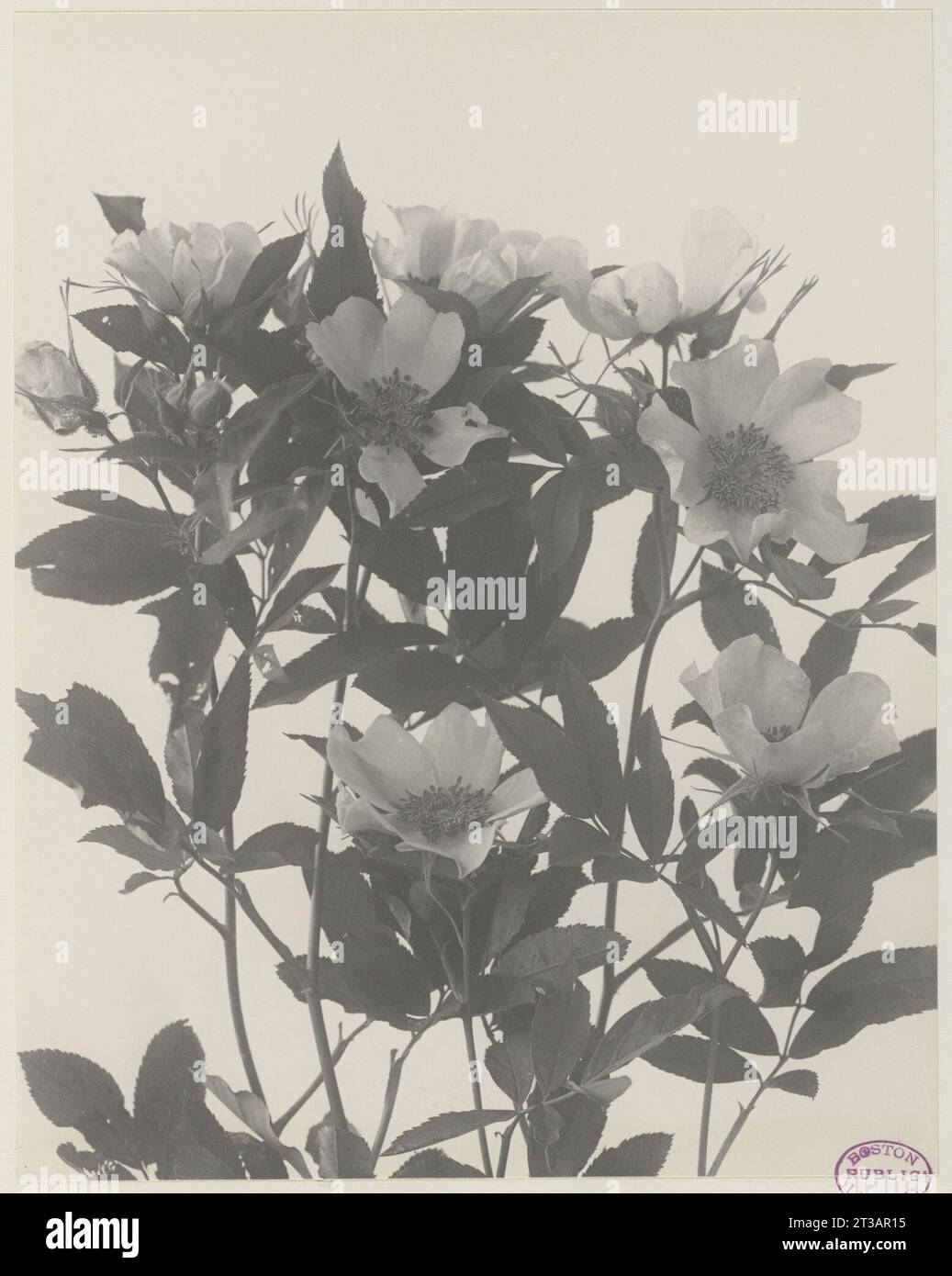 56. Rosa carolina, swamp rose Stock Photo - Alamy