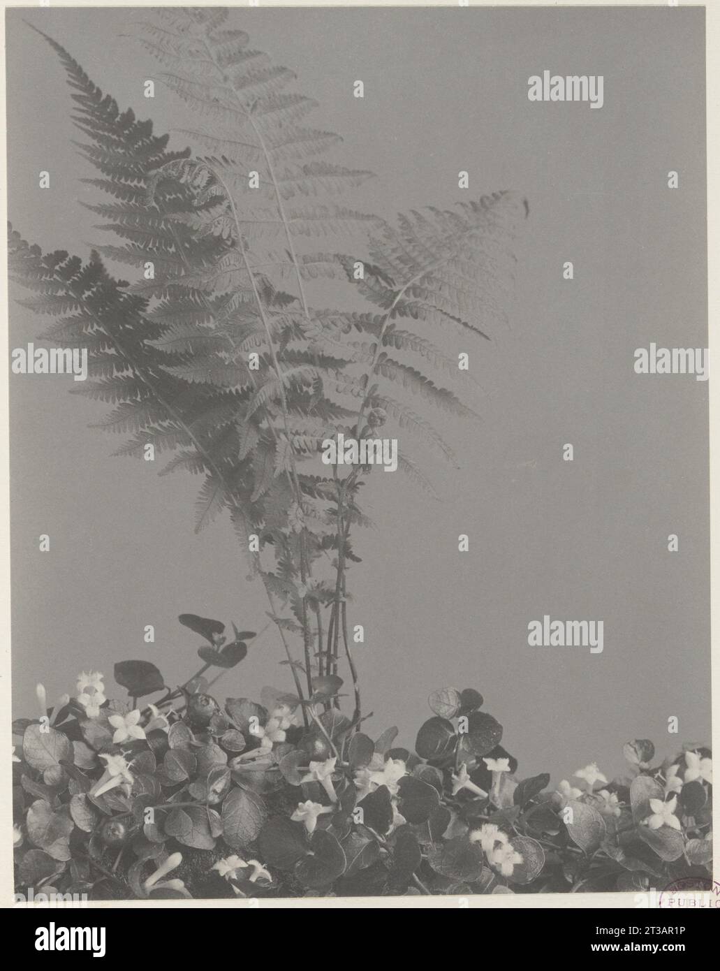 144. Mitchella repens, partridge berry Stock Photo - Alamy