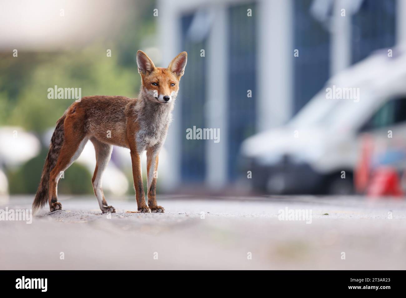 British urban red fox exploring a busy depot car park during the ...
