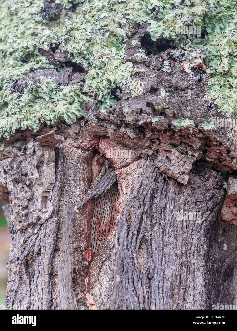 peeled bark of cork oak Stock Photo - Alamy