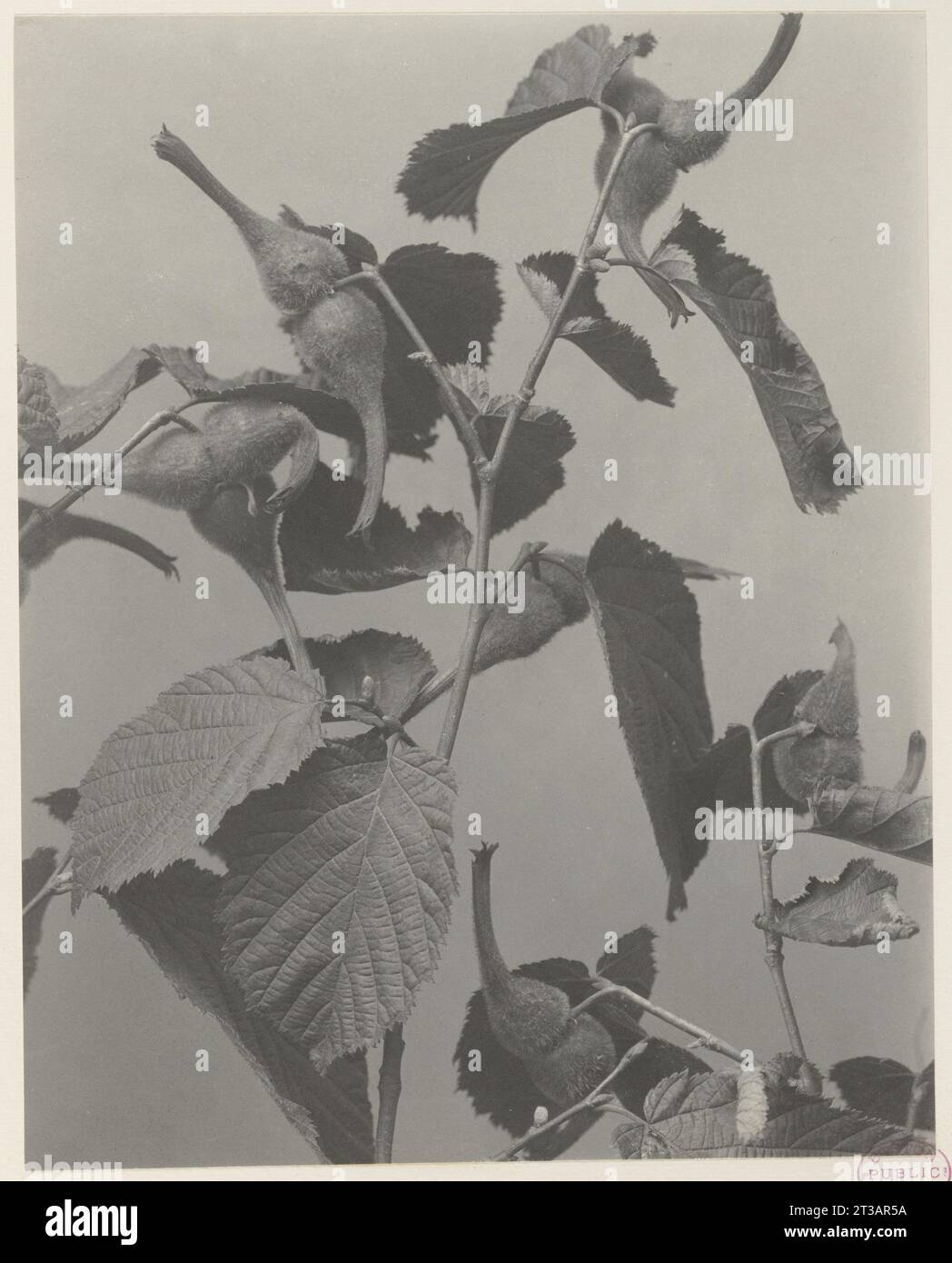 Corylus rostrata hi-res stock photography and images - Alamy