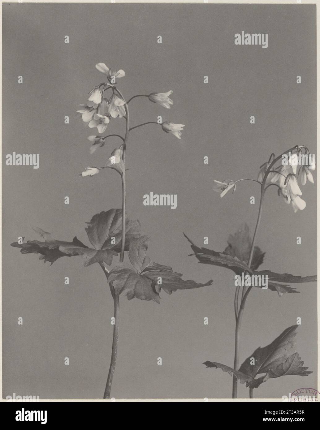 Dentaria diphylla hi-res stock photography and images - Alamy