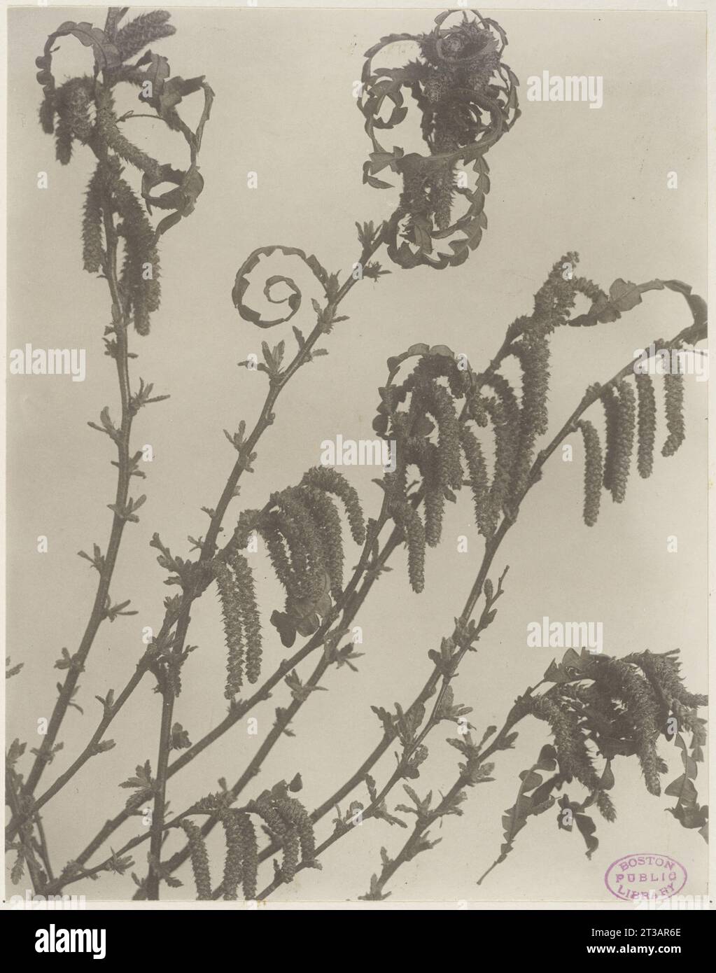 317. Myrica asplenifolia, sweet fern Stock Photo - Alamy