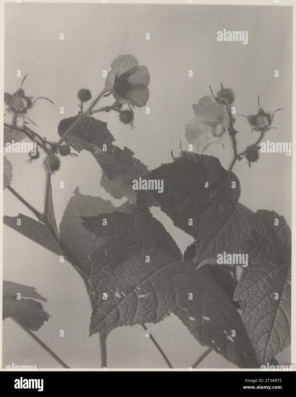 80. Rubus odoratus, purple-flowering raspberry Stock Photo - Alamy