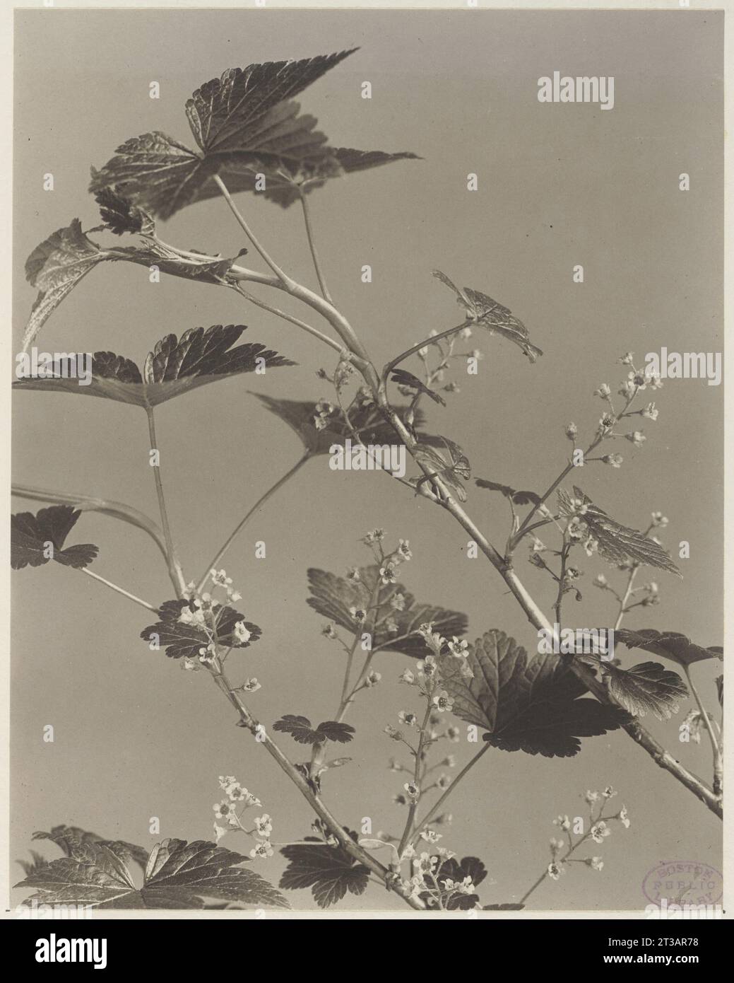 Ribes prostratum hi-res stock photography and images - Alamy