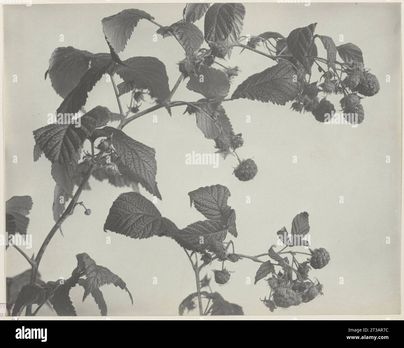 77. Rubus idaeus, var. aculeatissimus, fruit of wild red raspberry ...