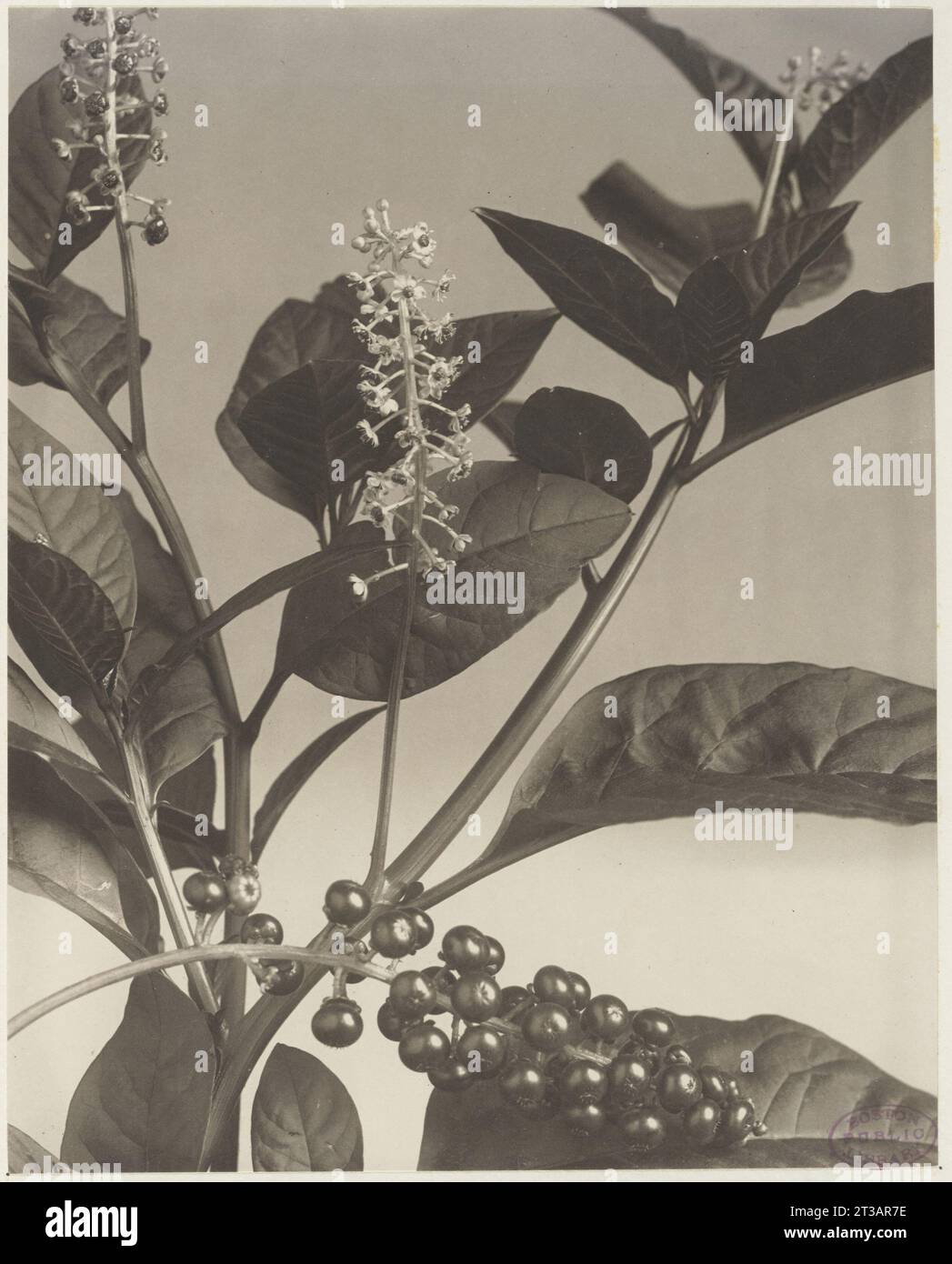 Phytolacca decandra hi-res stock photography and images - Alamy