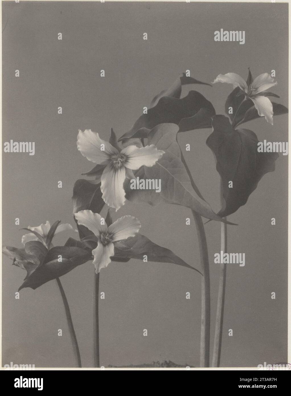 Painted wake robin hi-res stock photography and images - Alamy