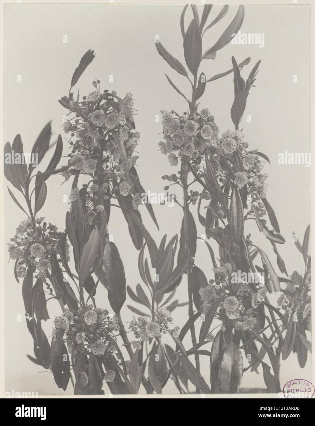 85. Kalmia angustifolia, sheep-laurel, lambkill, wicky Stock Photo - Alamy