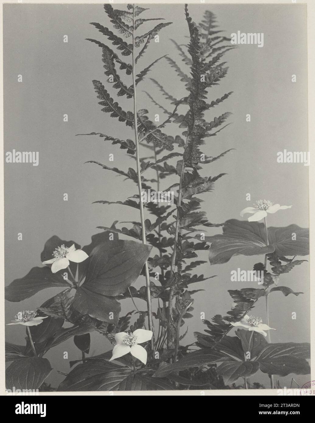 40. Cornus canadensis, and Aspidium cristatum, dwarf cornel, bunch ...