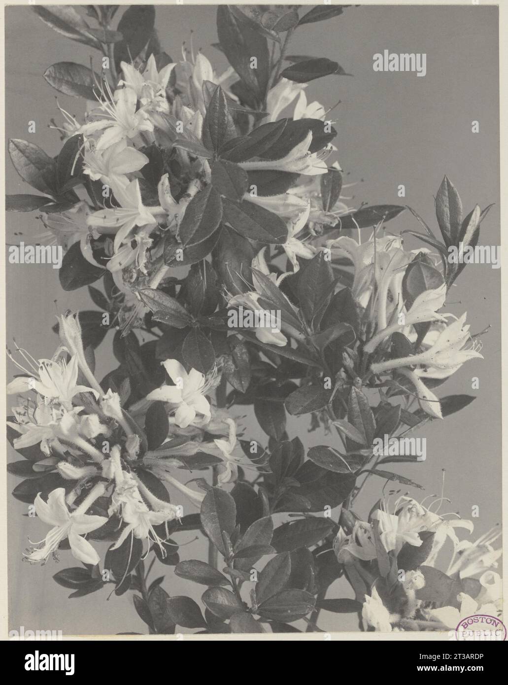 82. Rhododendron viscosum, swamp pink, swamp honeysuckle, white azalea ...