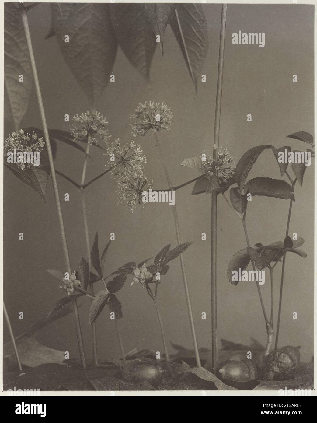 Panax trifolium hi-res stock photography and images - Alamy