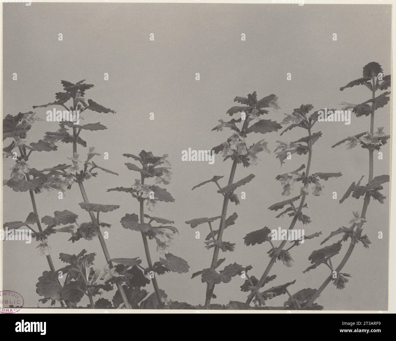 Nepeta hederacea ground ivy hi-res stock photography and images - Alamy