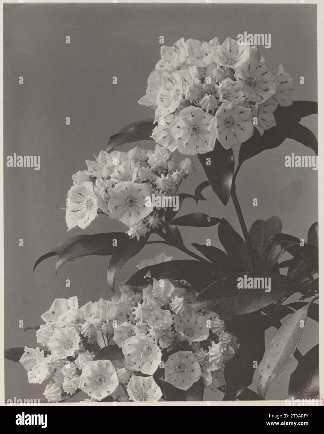 86. Kalmia latifolia, mountain laurel, spoon-wood, calico-bush Stock ...