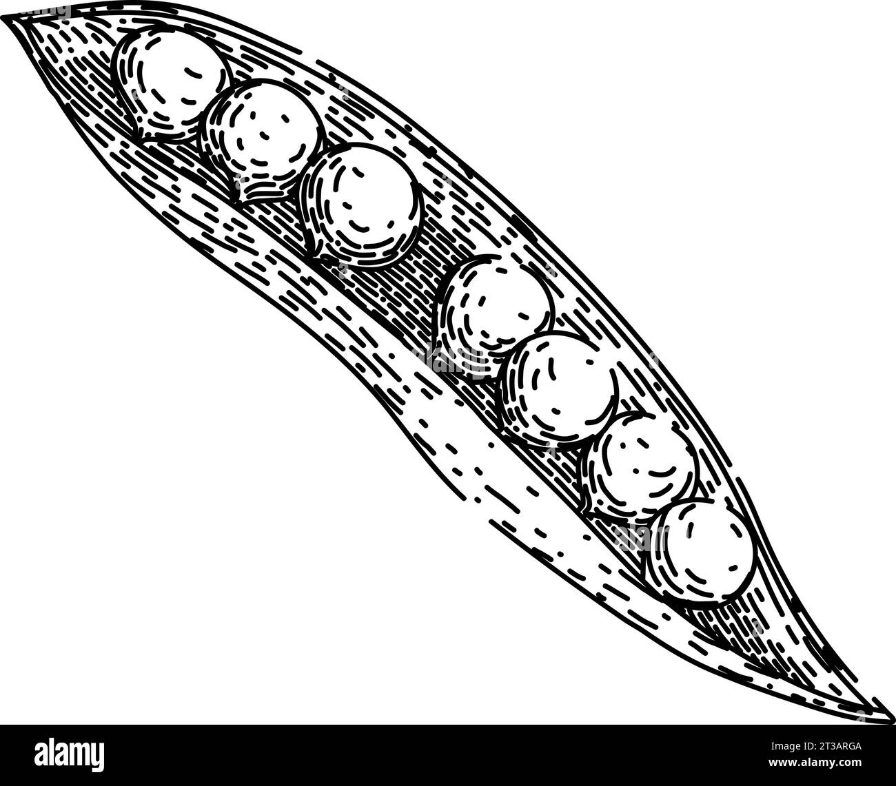 natural pea sketch hand drawn vector Stock Vector Image & Art - Alamy
