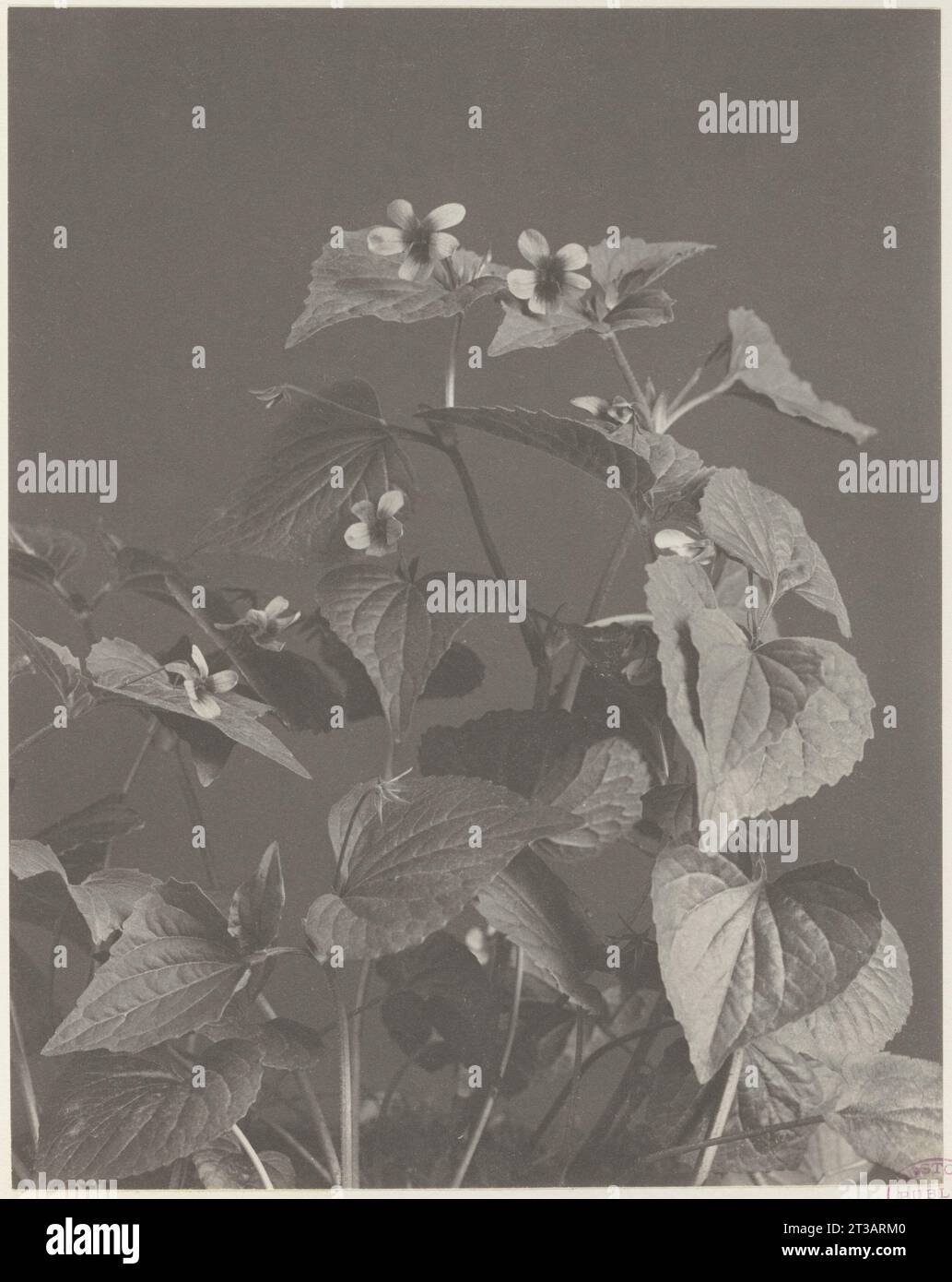 Downy violet hi-res stock photography and images - Alamy
