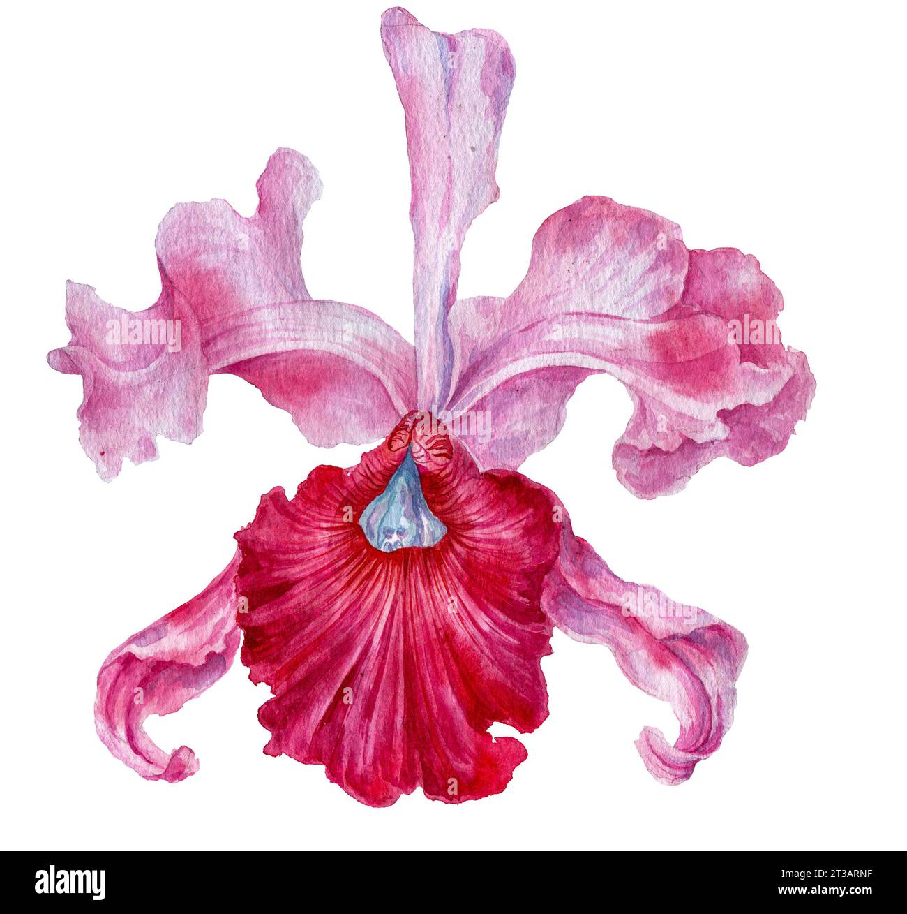 Orchid. Watercolor drawing of an orchid flower. Botanical illustration ...